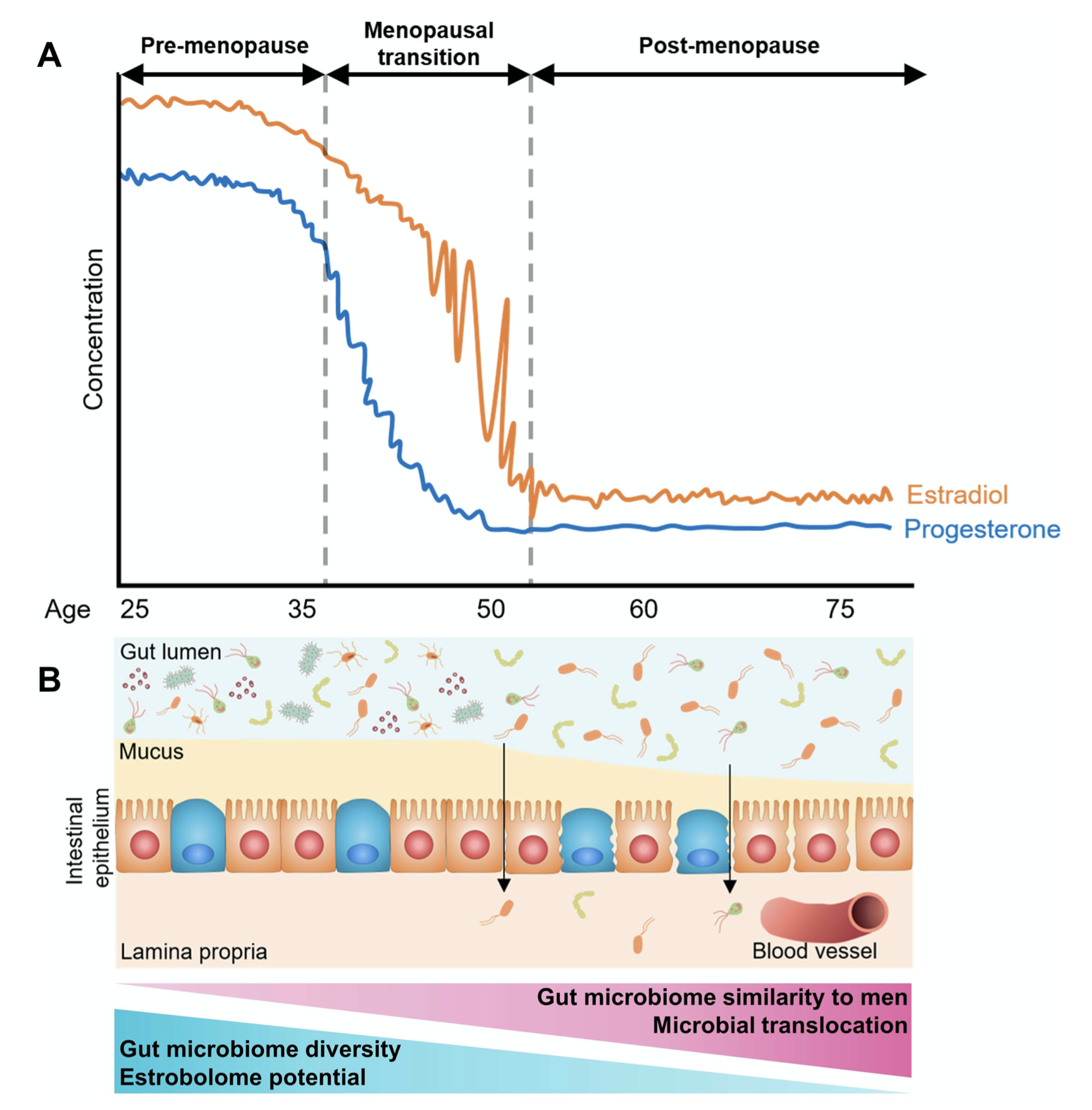 Your Gut Microbiome – Rhoda Lucas, Dietitian, Fitness Model & Coach